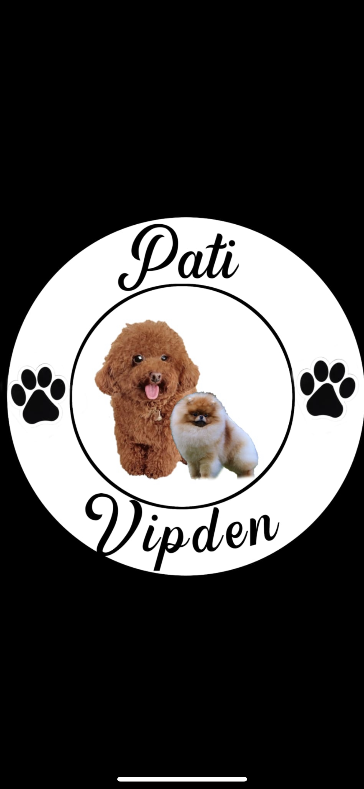 APRİCOT MİNİ TOY POODLE BEBEKLER | Nettepet