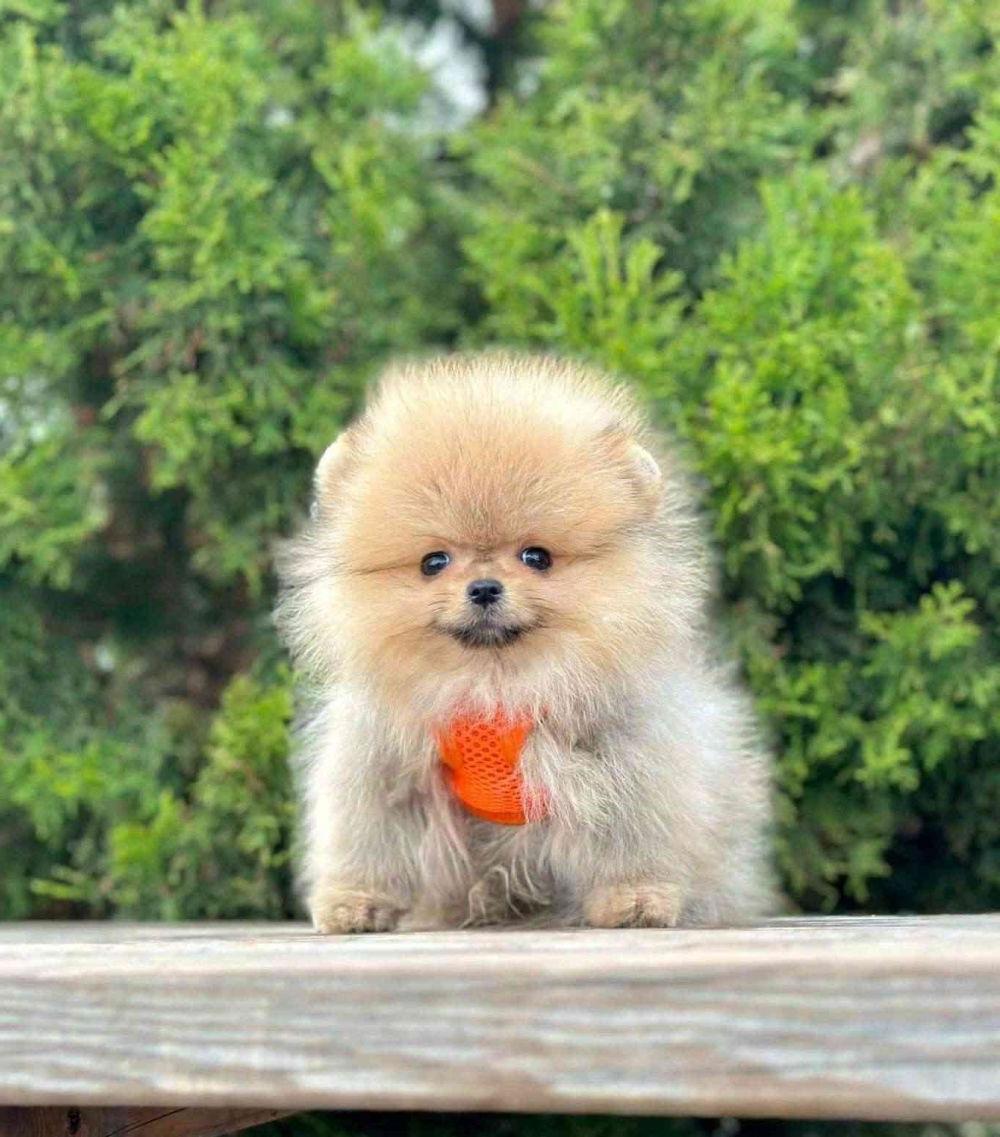 Pomeranian Boo İstanbul Satılık | Nettepet