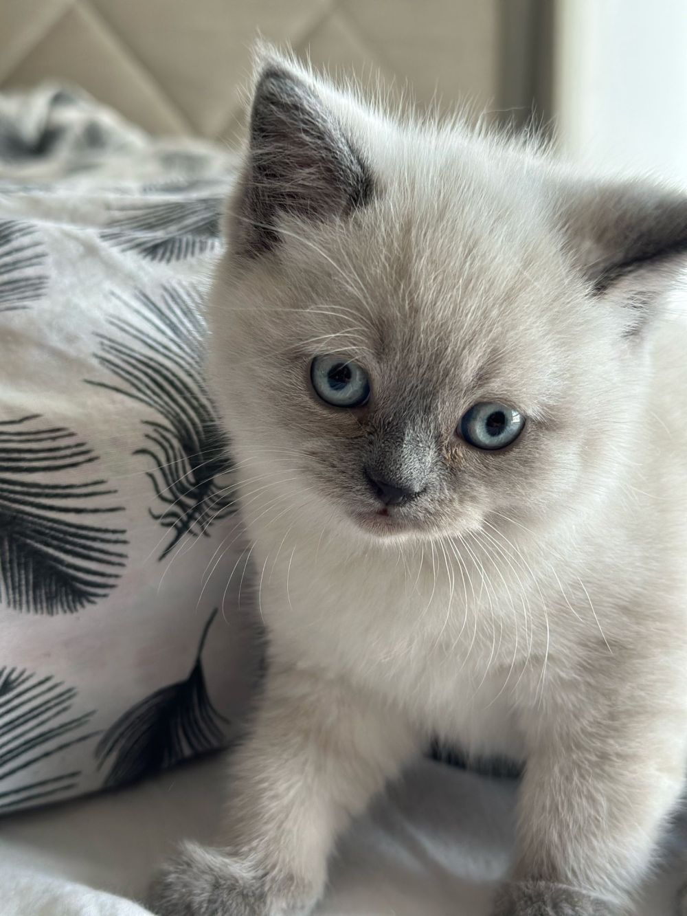 Scottish Fold Blue Point Bebeklerimizz | Nettepet
