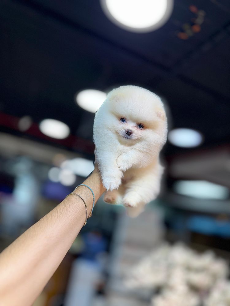 Teacup Pomeranian Boo | Nettepet