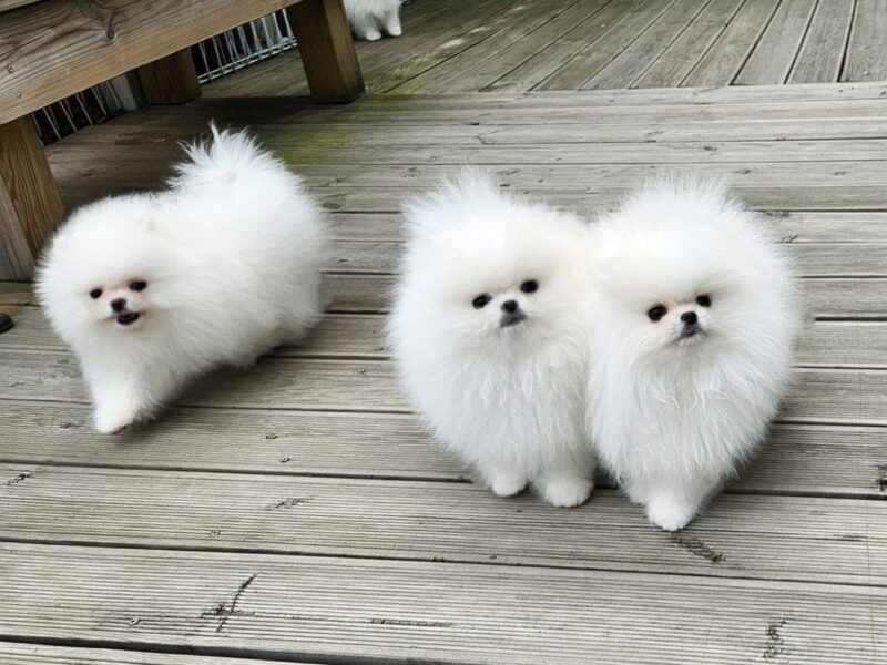 Pomeranian Boo Özellikleri, 2025 Fiyatları Ve Sahiplenme