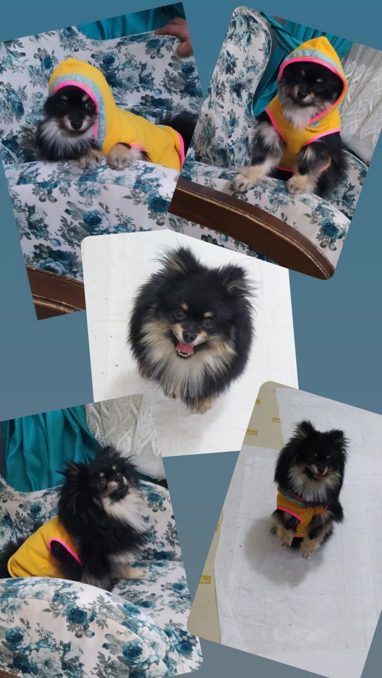 Pomerian Boo Nadir Cins | Nettepet