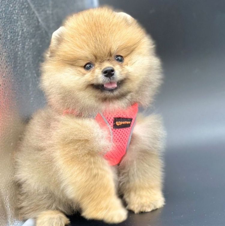Pomeranian Boo Bakım Masrafı | Nettepet